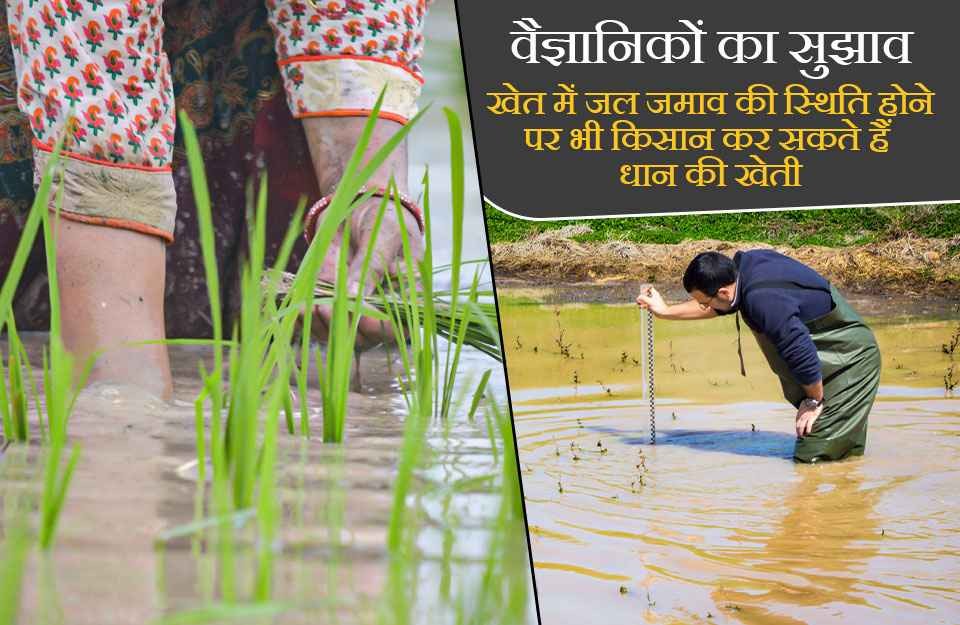 Experts Advise On How To Manage Rice Yields In Waterlogged Fields